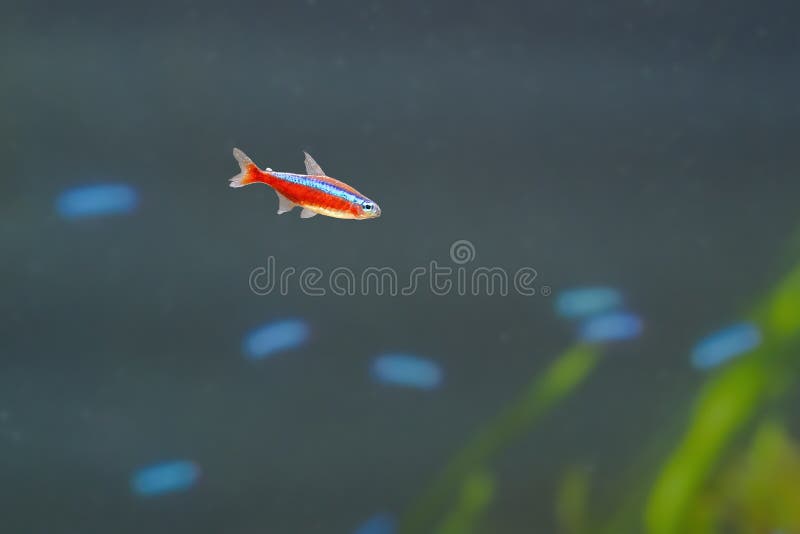 Neon Tetra - Freshwater Fish Stock Photo - Image of freshwater, tetra ...