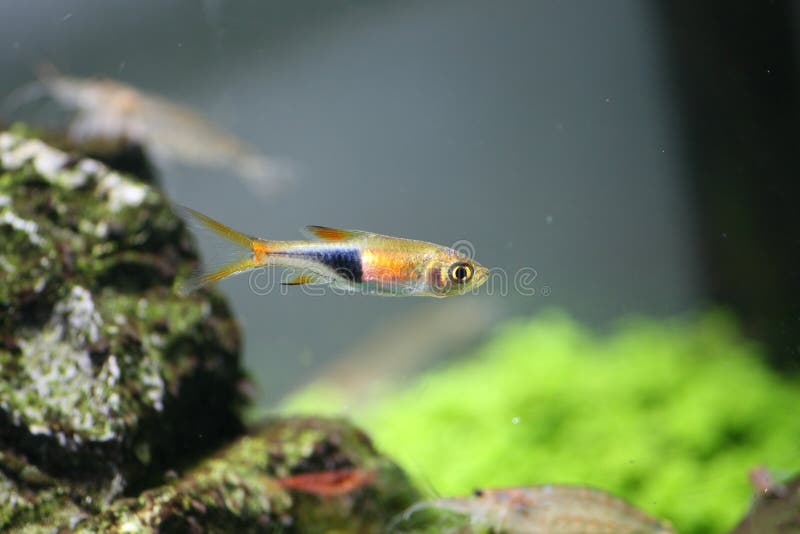 Neonfische - Tropische Fische Lizenzfreies Stockbild - Bild: 9027226