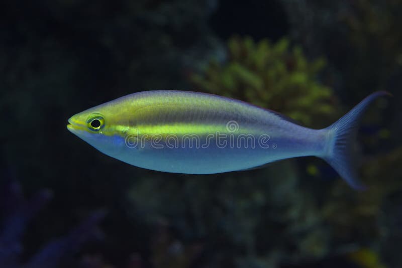 Neonfisk arkivfoto. Bild av neon, simning, brigham, naturligt - 42362210