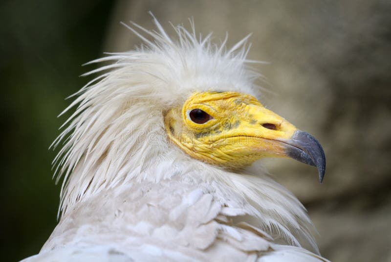 Egyptian Vulture Neophron Percnopterus Head In Profile Stock Photo ...
