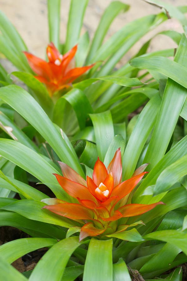 Neoregelia Compacta Bromeliad Plant with Water Flooding Red Green ...
