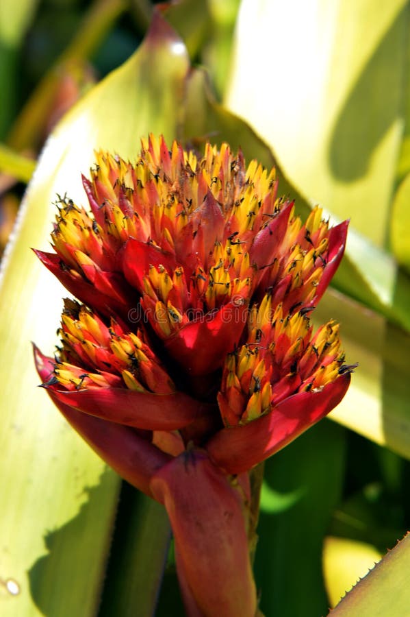 Araujoi Flower Stock Photos - Free & Royalty-Free Stock Photos from ...