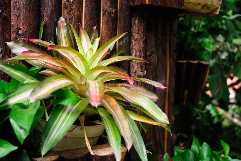 Neoregelia Compacta Bromeliad Plant with Water Flooding Red Green ...