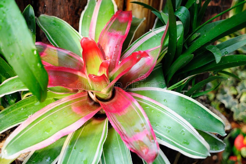 Neoregelia Compacta Bromeliad Plant with Water Flooding Red Green ...