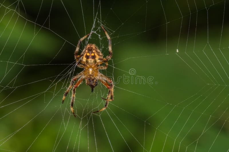 Neoscona crucifera Spider stock photo. Image of arachnid - 76447936