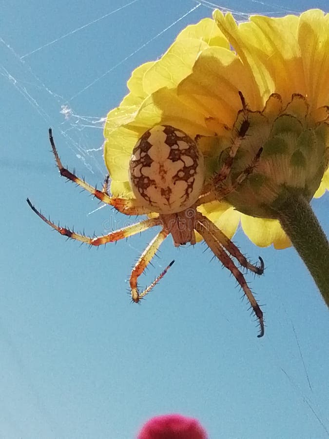 Neoscona oaxacensis stock photo. Image of neoscona, spider - 125968836