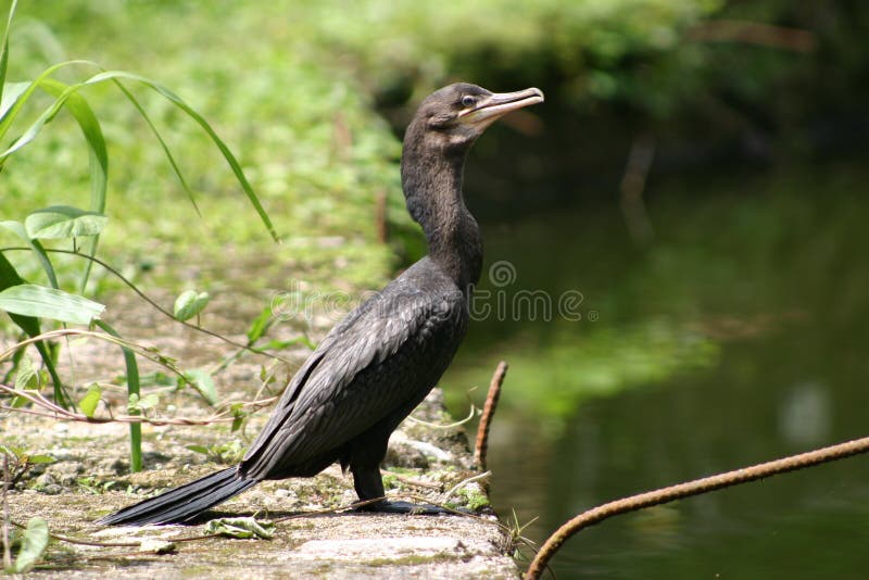 Neotropical Cormorant stock image. Image of wings, feathers - 787427