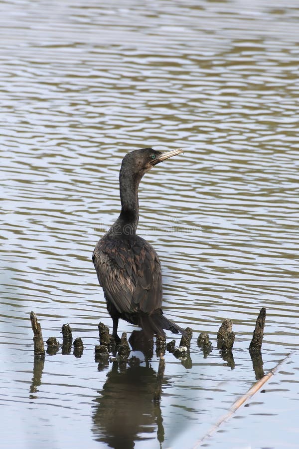 Neotropical Cormorant, Phalacrocorax Brasilianus, on the Water Stock ...
