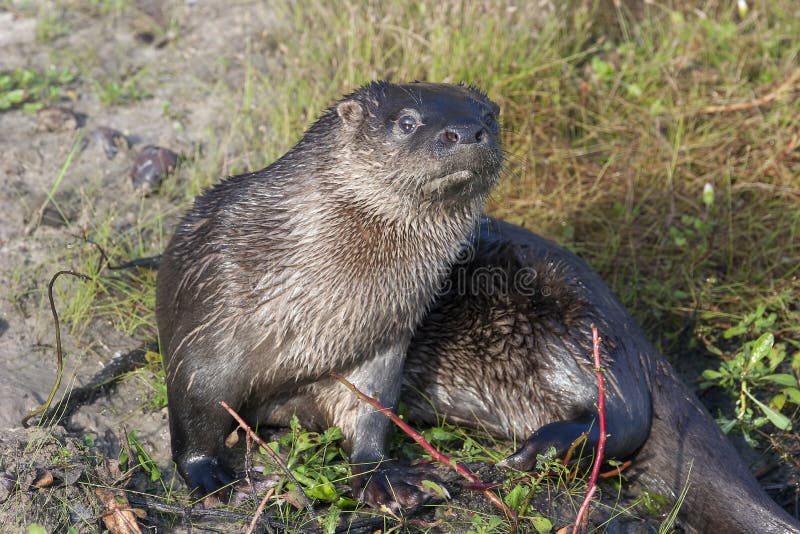 33+ Neotropical Free Stock Photos - StockFreeImages