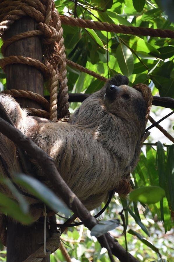Neotropical Sloth Sleeping in a Tree Top Stock Photo - Image of rain ...