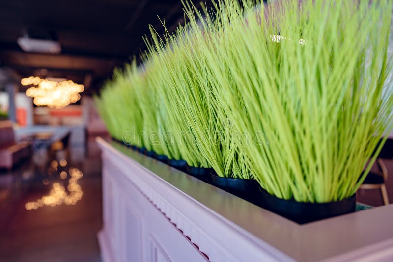 Nep Gras in Een Lange Planter in Een Winkelcentrum Stock Afbeelding ...