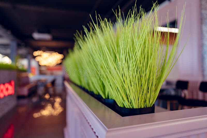 Nep Gras in Een Lange Planter in Een Winkelcentrum Stock Afbeelding ...