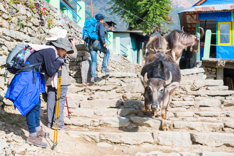 Nepal - 25 December 2016 ::buffalo Walk Down on Staircase with T ...