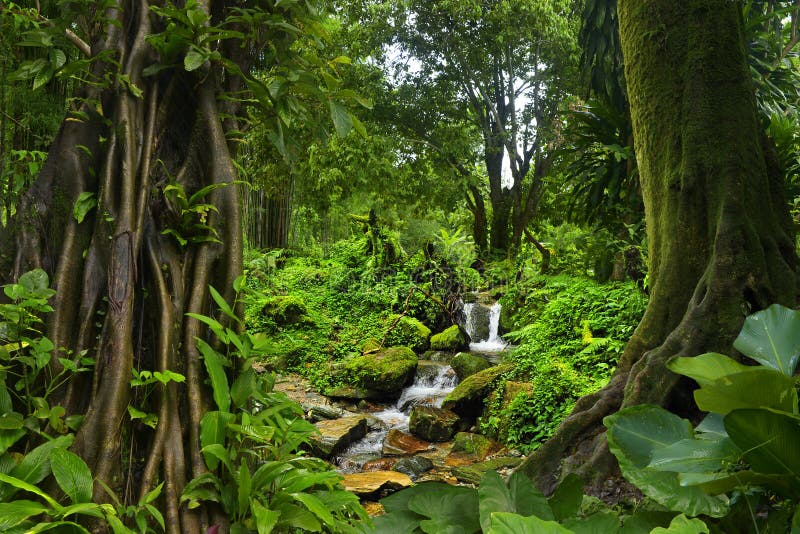 Nepal jungle stock photo. Image of rainforest, nepal - 77135074