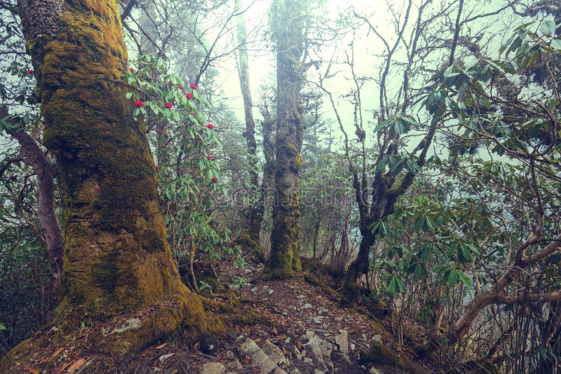 Nepal jungle stock photo. Image of serenity, misty, himalaya - 69924018