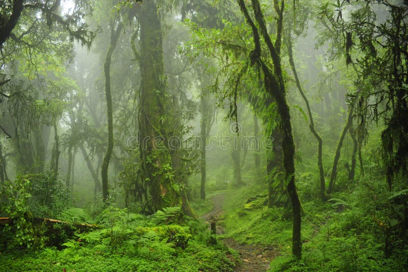 Nepal Jungle stock image. Image of natural, palm, path - 56779249