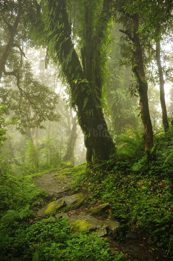 Nepal Jungle stock photo. Image of mist, palm, mountain - 56779266