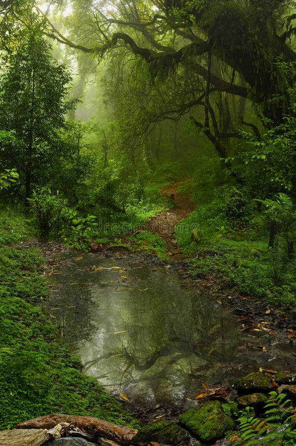 Nepal jungle stock photo. Image of meditation, jungle - 56901994