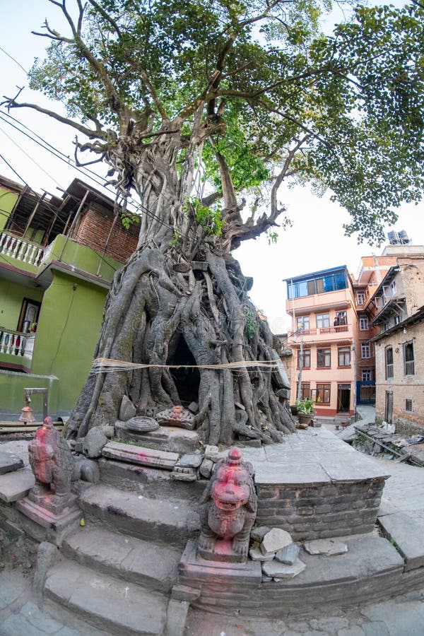 Nepal Kritipur Small Temple Inside a Giant Tree Stock Image - Image of ...