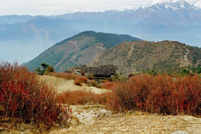 Nepal, the purple bushes. stock photo. Image of landscape - 2857440