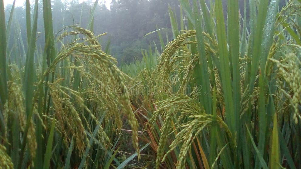 186 Dhan Rice Stock Photos - Free & Royalty-Free Stock Photos from ...