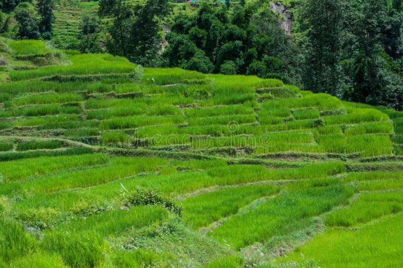 Nepal rice hill stock image. Image of valley, pinned - 54087975