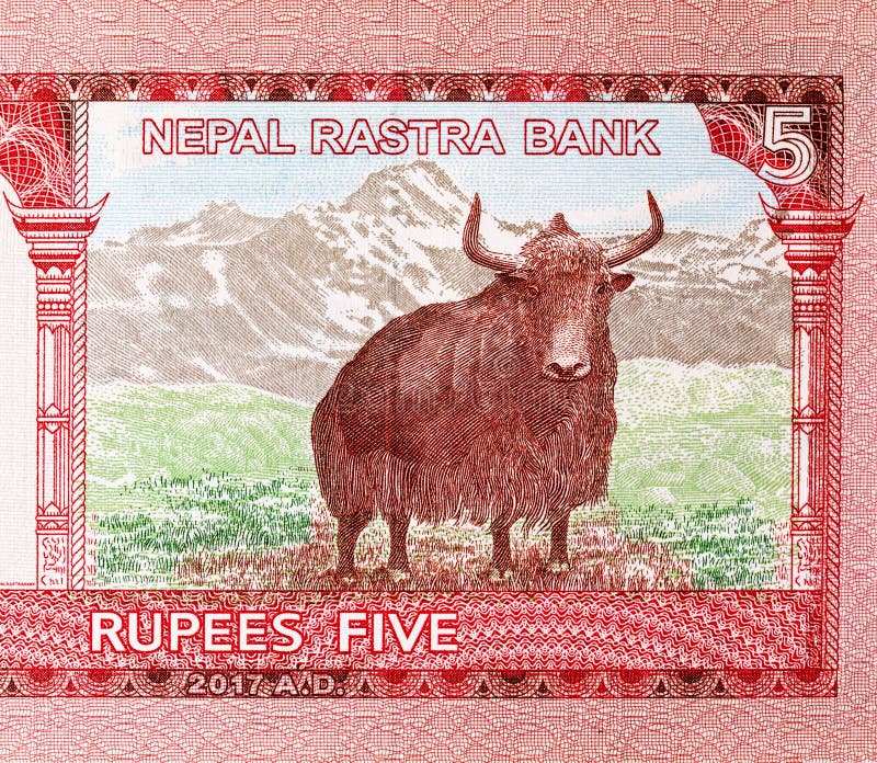 Nepalese 5 Rupee Banknote with Yak Image, Fragment for Design. Nepalese ...