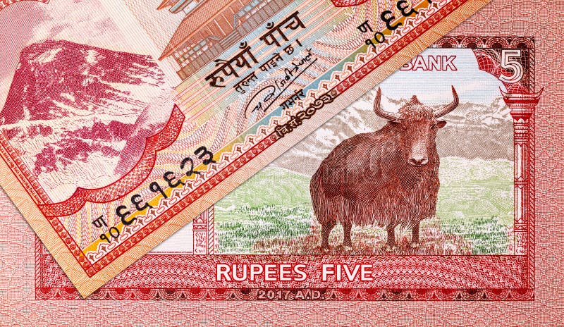 Nepalese 5 Rupee Banknote with Yak Image, Fragment for Design. Nepalese ...