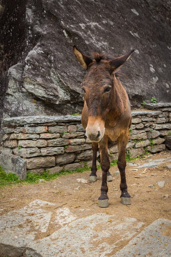 Nepali animals stock image. Image of animal, road, farm - 56512293