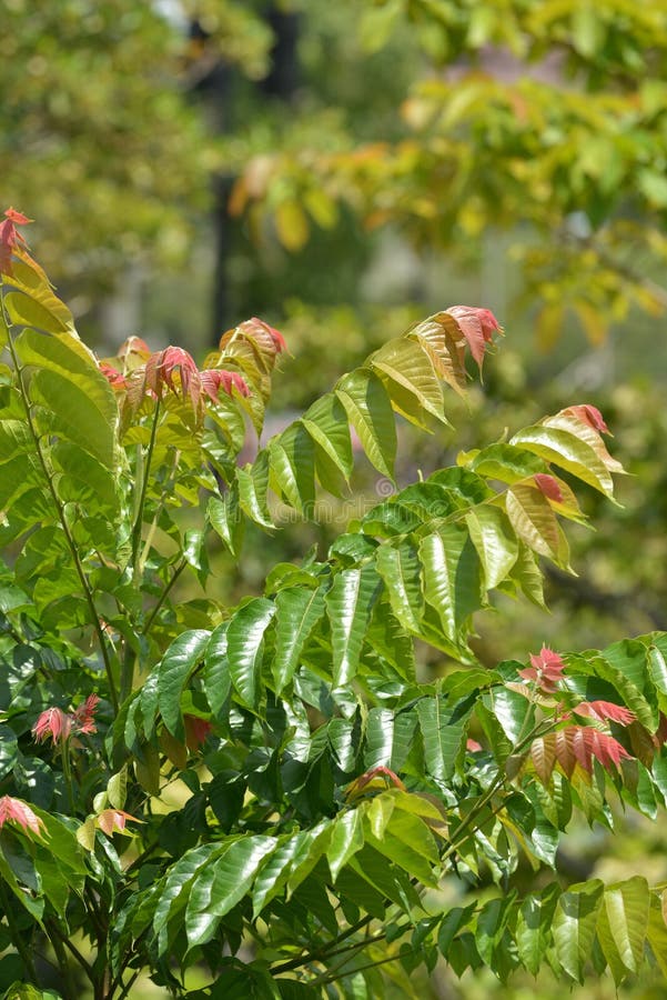 Nepali Hog Plum tree leaf stock image. Image of column - 181928547