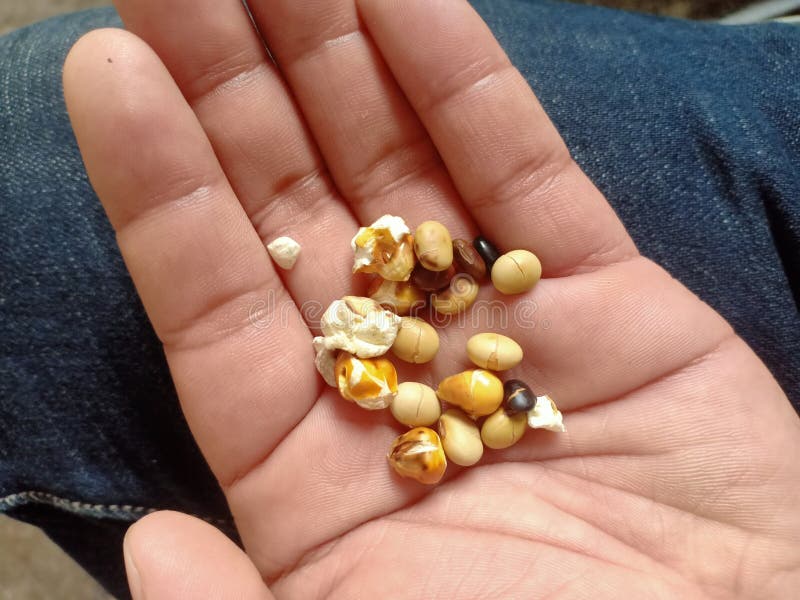 Nepali makai bhatmas stock image. Image of food, nepali - 192766659