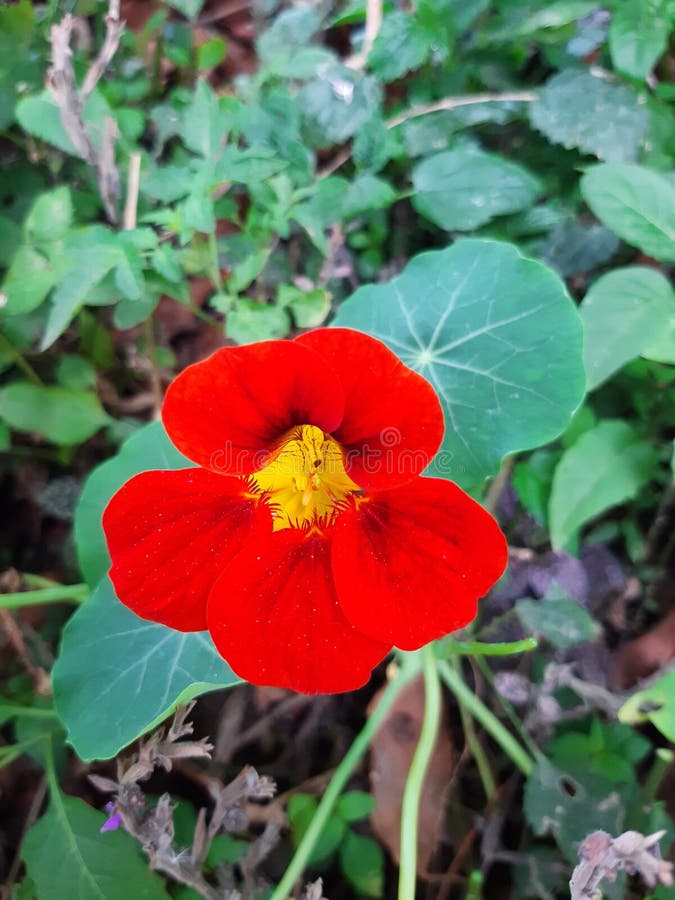 Beautiful Nepali Red Kalki Flower Stock Photo - Image of flower ...