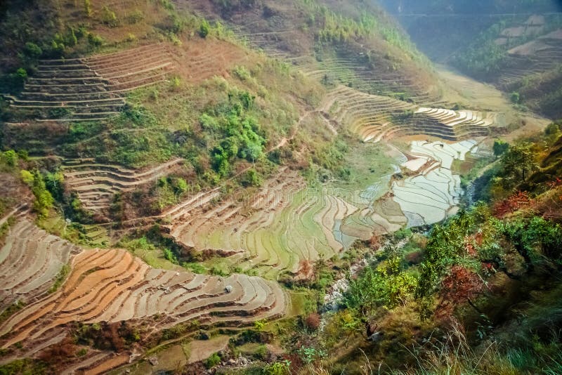 Nepali ricefields stock image. Image of agriculture, farming - 61320827