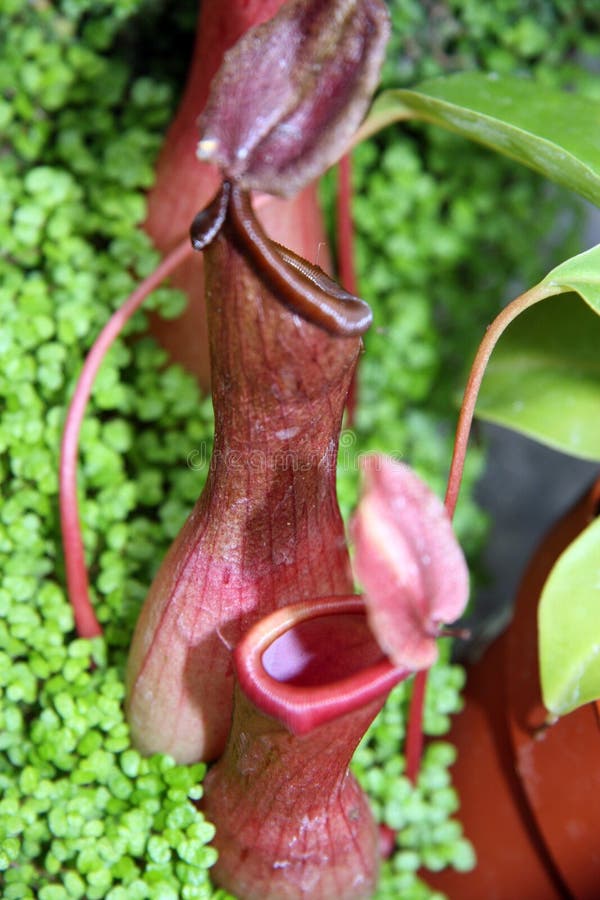 6+ Insectivorous plants Free Stock Photos - StockFreeImages