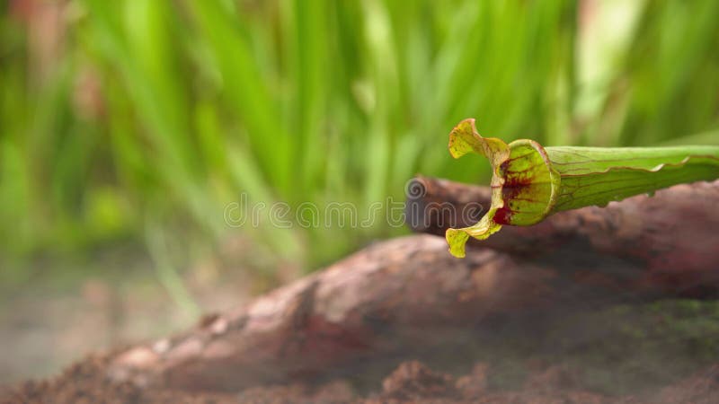 Nepenthes Carnivorous Plants Catch Insects in Tropical Forests Stock ...