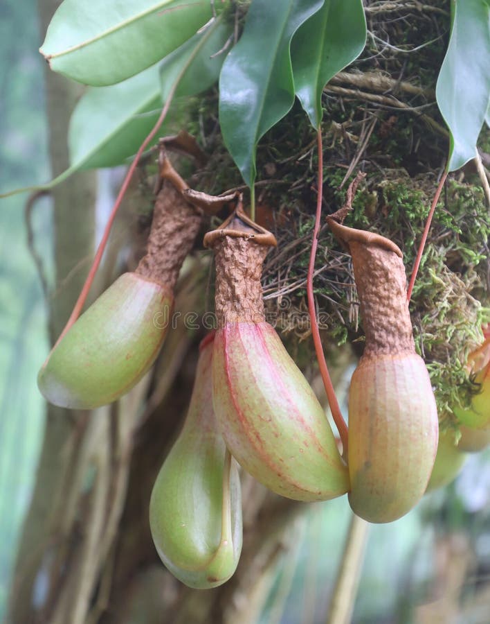 Nepenthes, Tropical Pitcher Plants , Pitfall Traps Stock Photo - Image ...