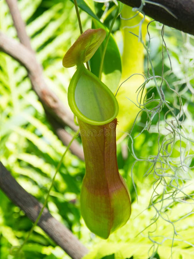 A Nepenthes Gracilis Pitcher Plant Pitfall Trap in a Botanical Garden ...