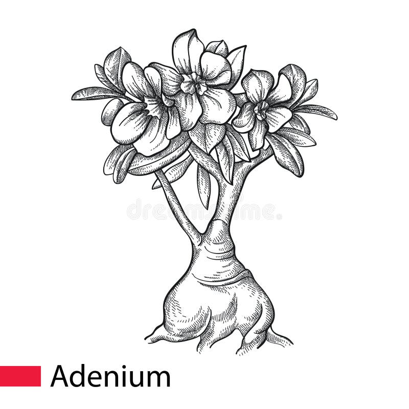 Desert Rose Vector Stock Illustrations – 911 Desert Rose Vector Stock ...