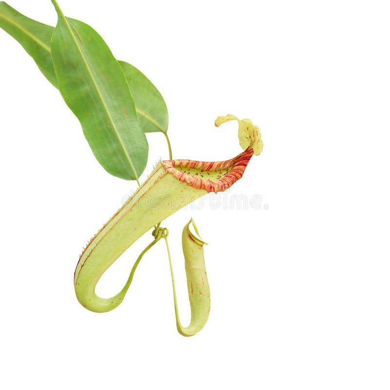 Nepenthes Miranda Pitcher Plant Isolated on White Background with ...