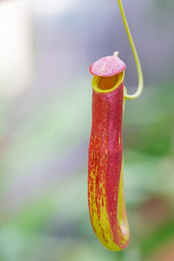 Nepenthes is a Type of Insectivorous Plant Stock Photo - Image of ...