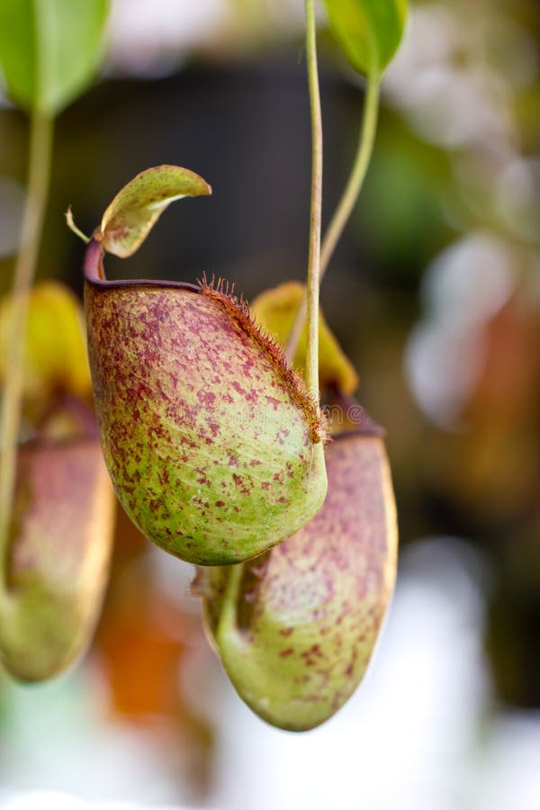 Tropical pitcher plants stock image. Image of exotic - 32489959