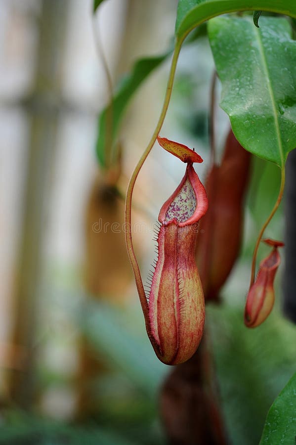 Nepenthes; Tropical Pitcher Plants or Monkey Cups Stock Photo - Image ...