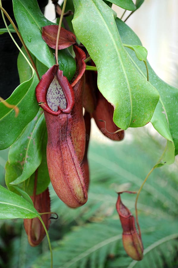 Nepenthes; Tropical Pitcher Plants or Monkey Cups Stock Image - Image ...