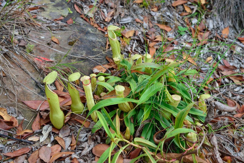 Nepenthes or Venus Fly Trap, a Tropical Pitcher Plants Stock Photo ...