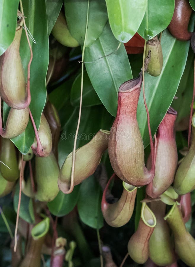 Nepenthes Villosa Also Known Monkey Pitcher Plant Stock Photos - Free ...