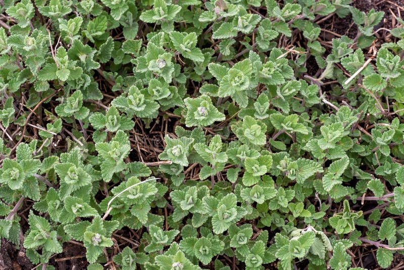 Nepeta Cataria, Mint or Catnip Stock Image - Image of plant, catnip ...
