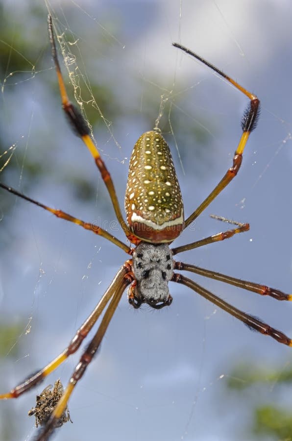 Nephila Clovipes Spider Body Stock Photo - Image of golden, cloudiness ...