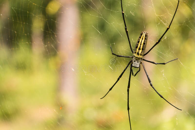 Nephila pilipes stock image. Image of wildlife, nature - 45920243