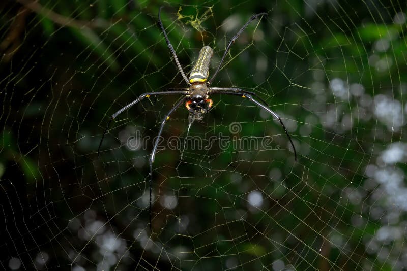 Nephila Pilipes on the Large Web Eating the Prey Stock Photo - Image of ...