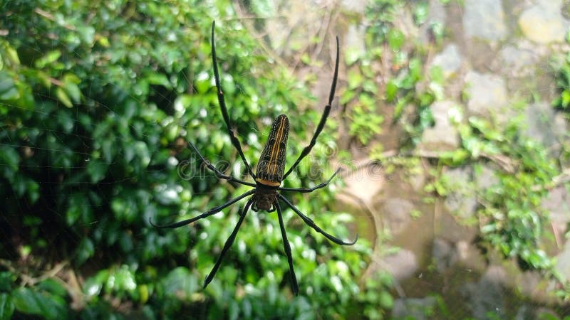 Nephila Pilipes is One of the Largest Types of Spiders and is Known As ...